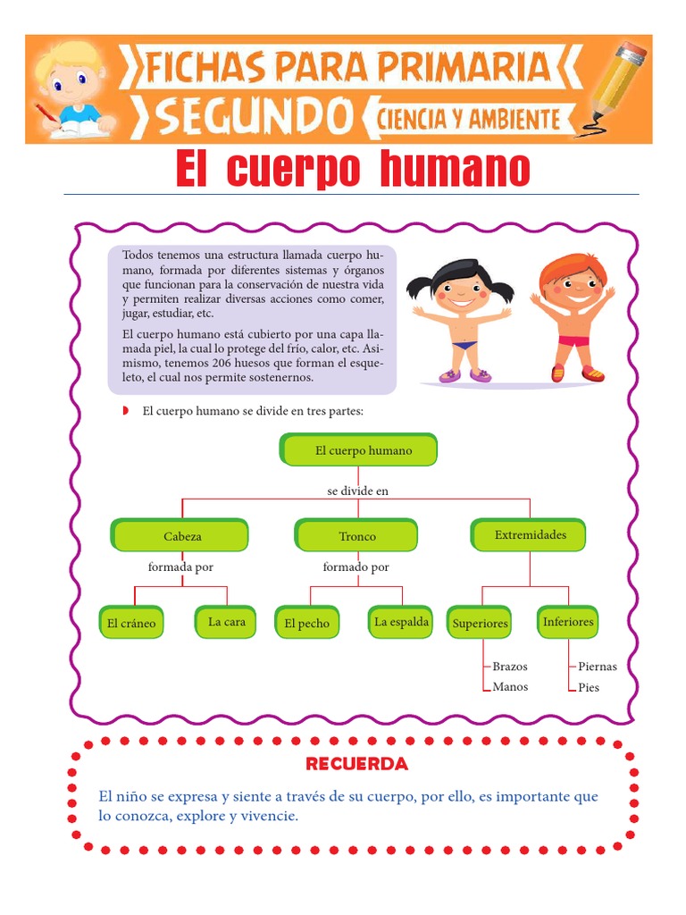 Cuerpo Humano Para Segundo De Primaria Pdf Cuerpo Humano Anatomía