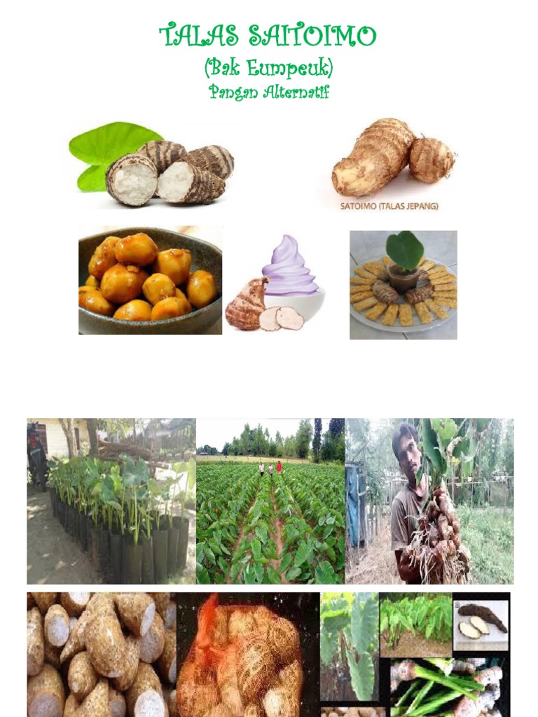 Kuliah Talas Satoimo 2019 | PDF