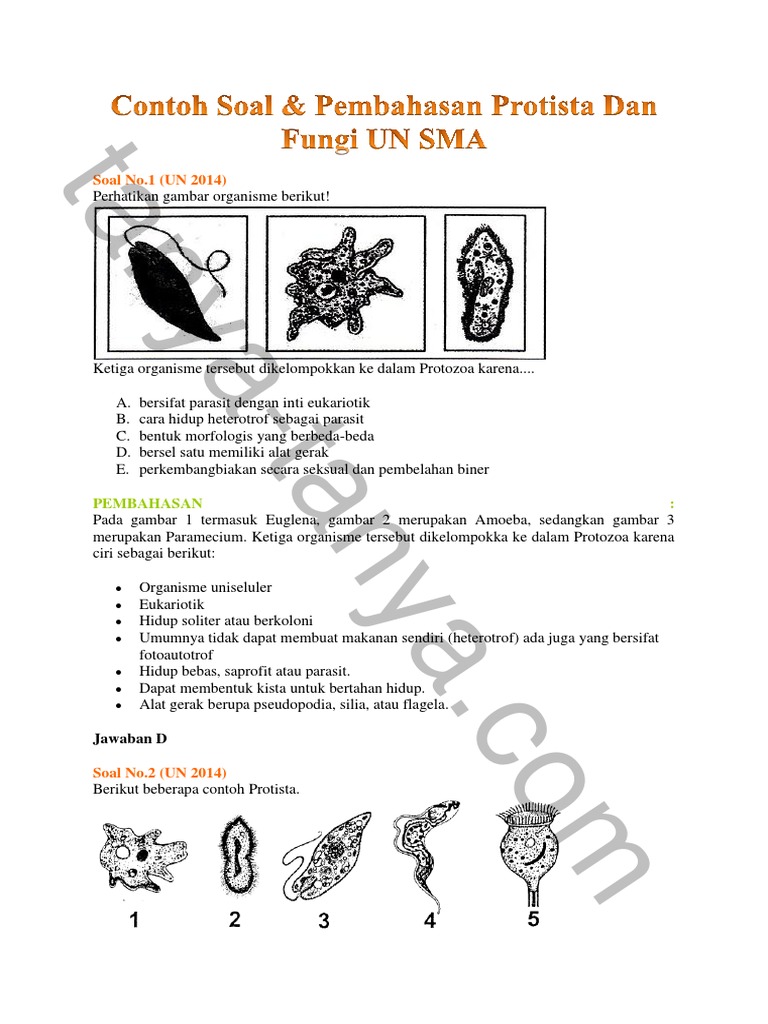 Contoh Soal Protista-1 | PDF