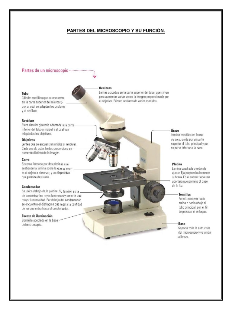 Partes Del Microscopio y Su Función | PDF