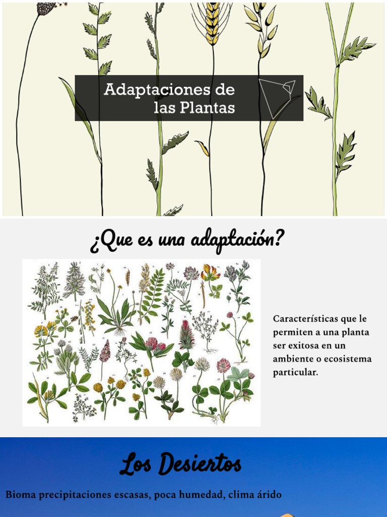 Adaptaciones de Las Plantas | PDF
