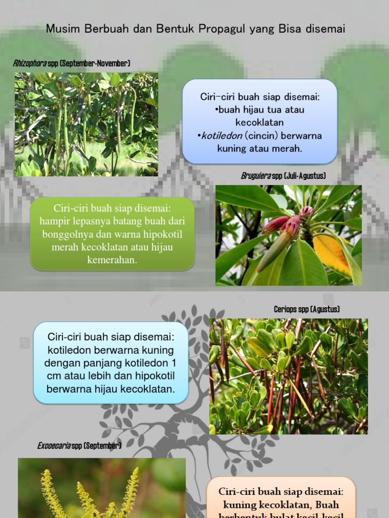 Musim Berbuah Dan Bentuk Propagul Yang Bisa Disemai | PDF