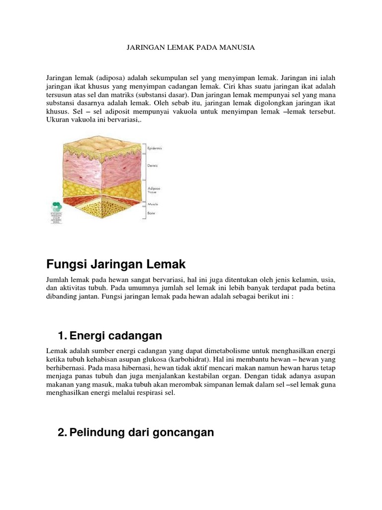 Jaringan Lemak Pada Manusia | PDF