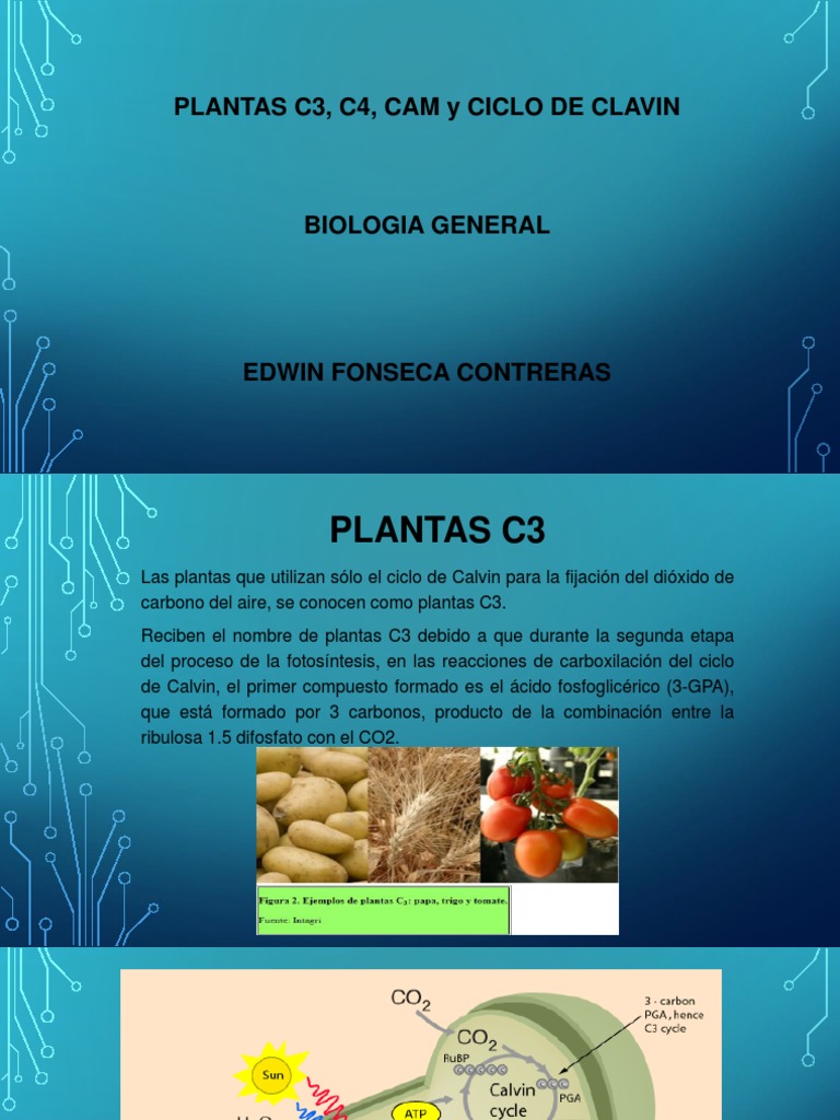 Diapositivas Plantas C3, C4, Cam | PDF