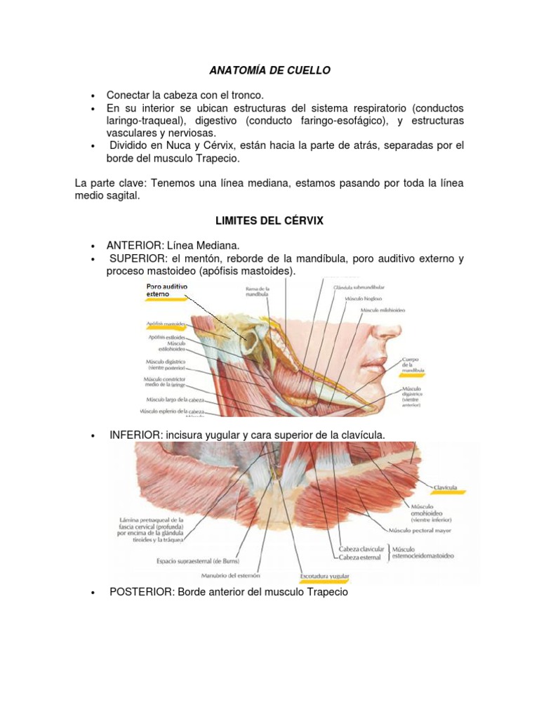 Anatomía del Cuello: Estructuras y Regiones | PDF