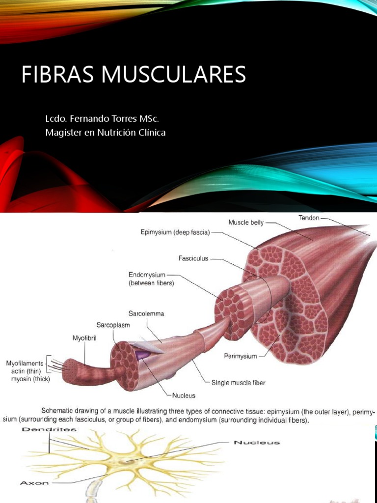 Fibras Musculares PDF | PDF