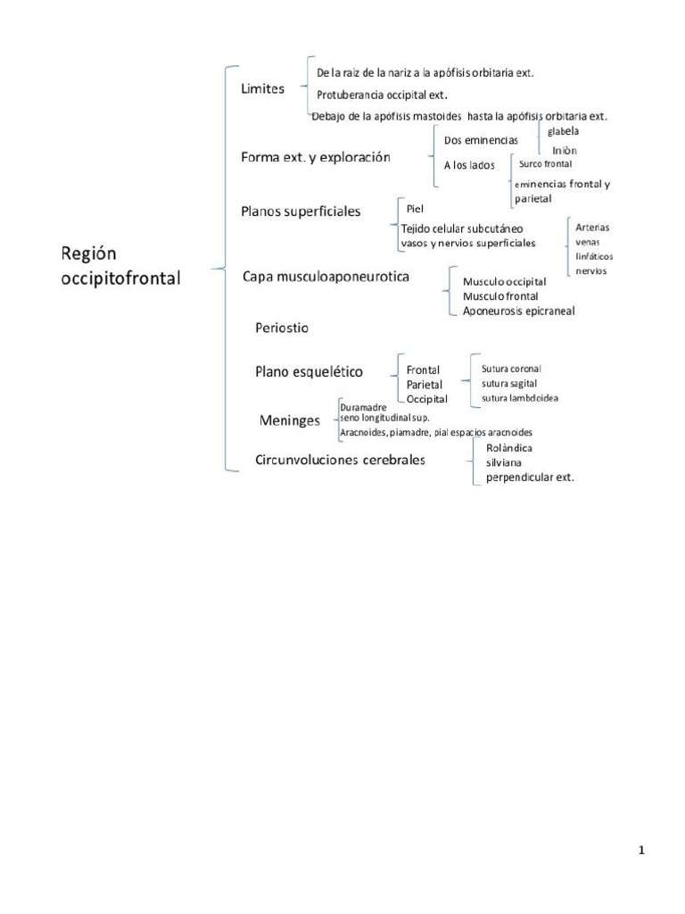 Region Occipitofrontal | PDF | Anatomía humana | Anatomía de los primates