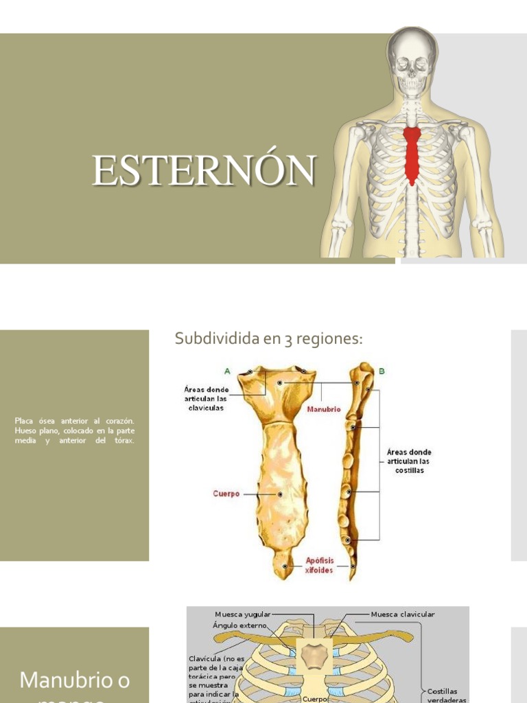 Anatomía del Esternón y sus Partes | PDF