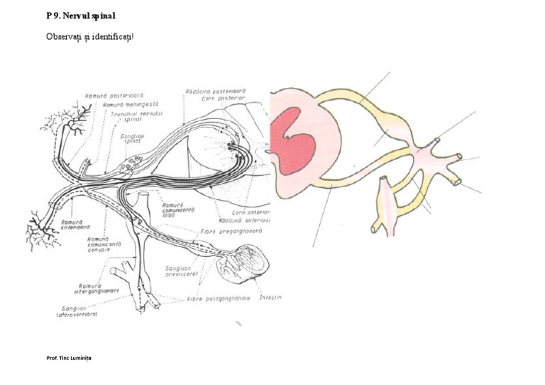 Schema-Nervul Spinal | PDF