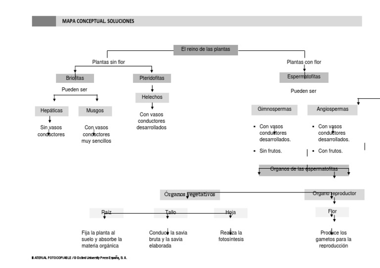 t3 Plantas Mapa Conceptual | PDF