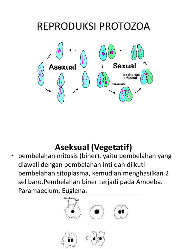 Reproduksi Protozoa | PDF