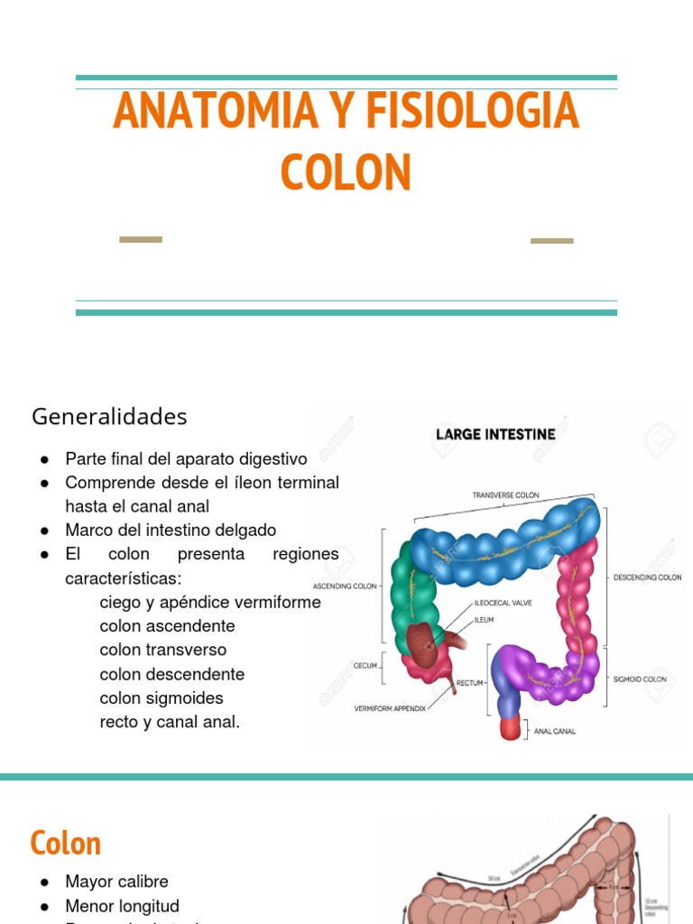 Anatomia y Fisiologia Colon | PDF