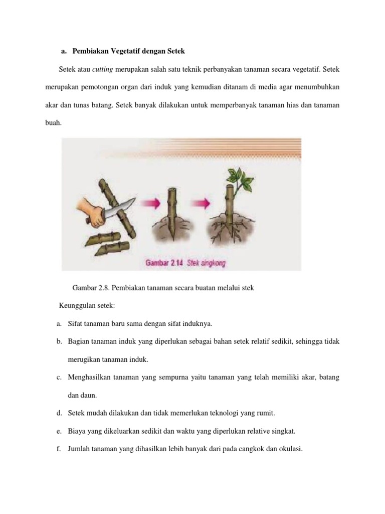 Pembiakan Vegetatif Dengan Stek | PDF