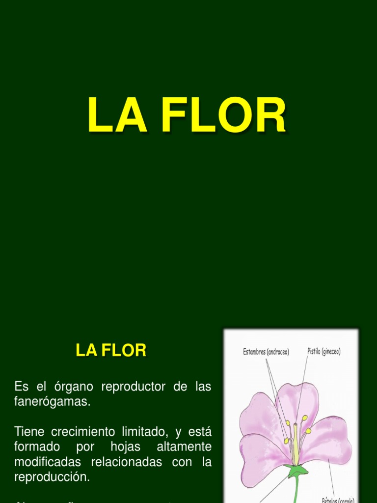 Clase La Flor Botánica | PDF | Flores | Reproducción de plantas