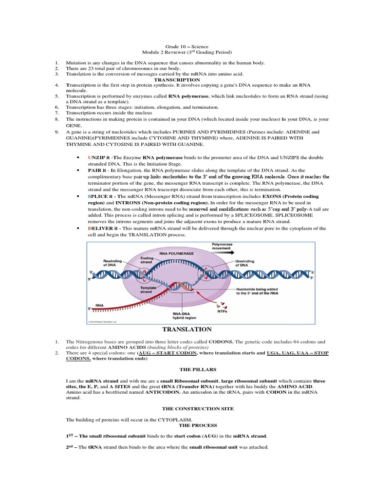 Grade 10 Reviewer | PDF | Translation (Biology) | Rna