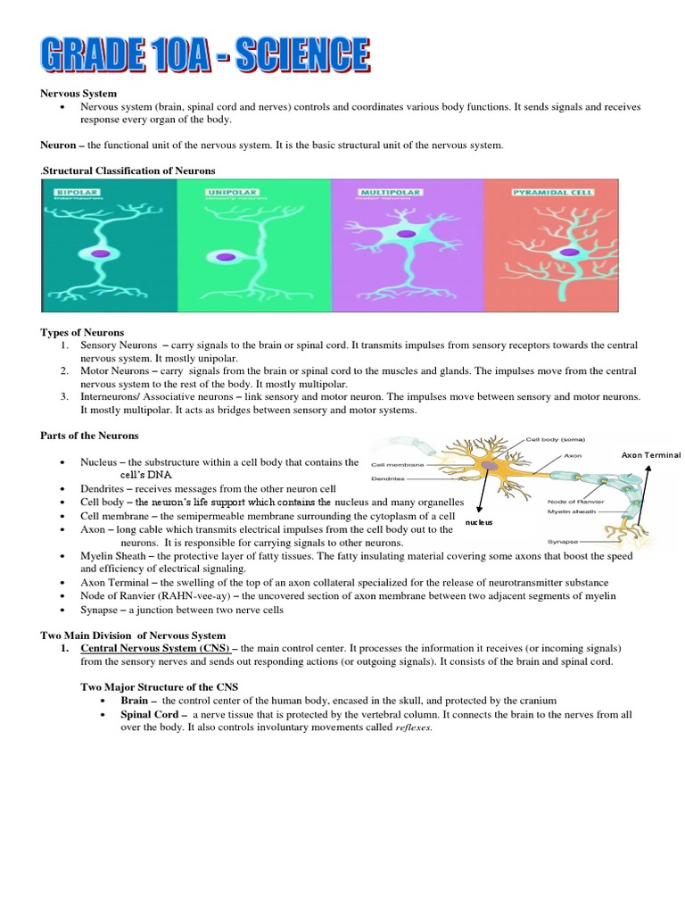 Nervous and Endocrine Systems Guide | PDF