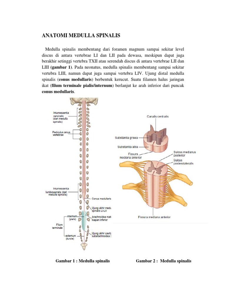 Anatomi Medulla Spinalis dan Sistem Saraf Tubuh | PDF