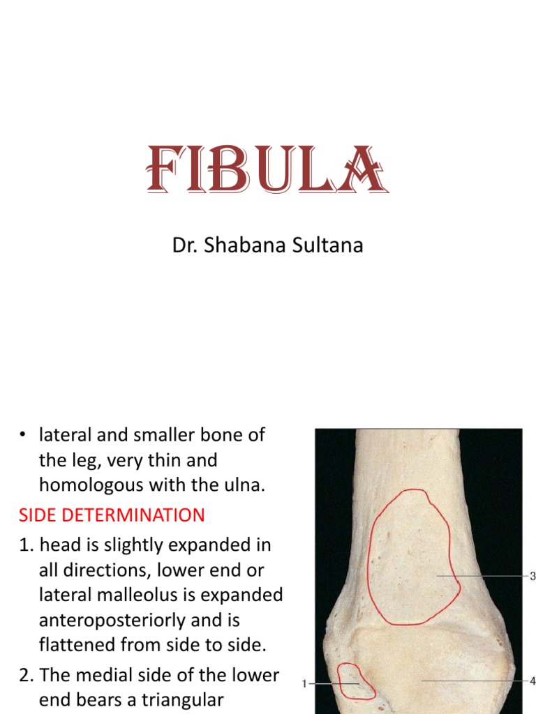 Fibula: Structure and Ossification Laws | PDF