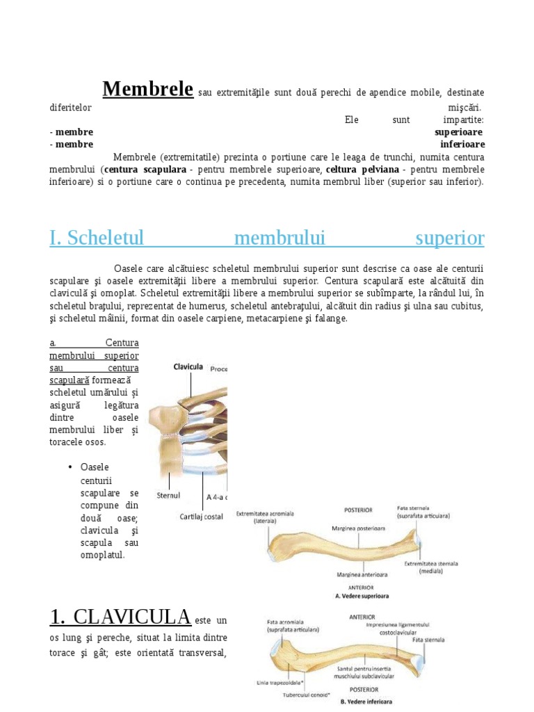 Oasele Mainii Si Piciorului | PDF