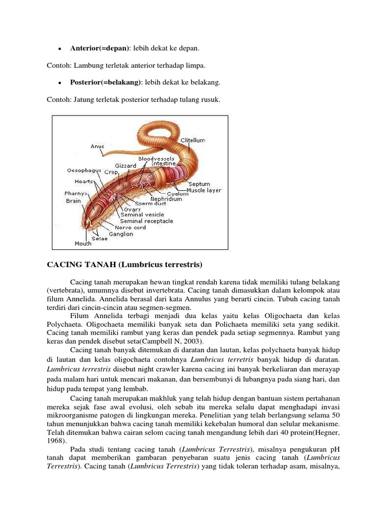 Anatomi Cacing | PDF