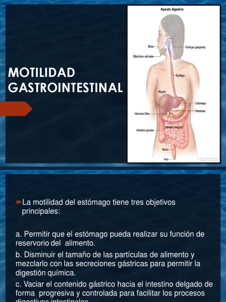 Motilidad Gastrointestinal | PDF