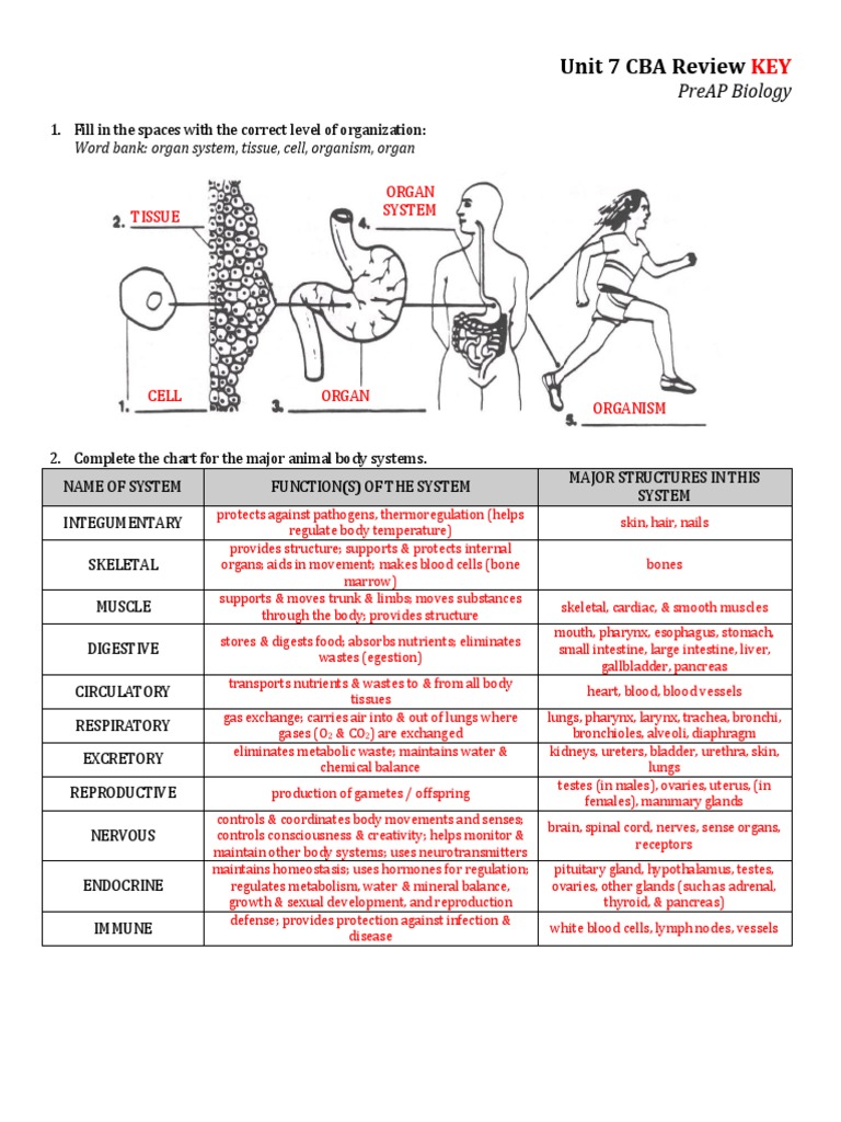 Understanding Homeostasis: A Review of the Key Organ Systems Involved ...
