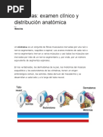 Miotomas - Definición y Pruebas - Kenhub | PDF | Codo | Neuroanatomía