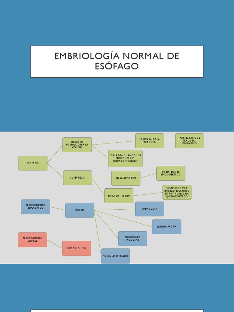 Embriología de Esófago | PDF | Esófago | Abdomen
