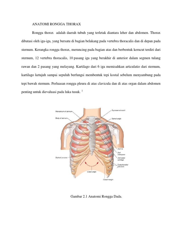 Anatomi Rongga Thorax | PDF