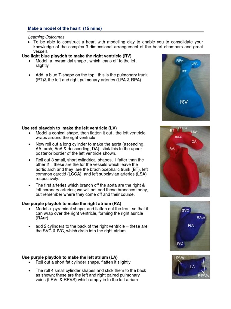 Make A Model of The Heart With Playdoh | PDF | Foreign Language Studies | History