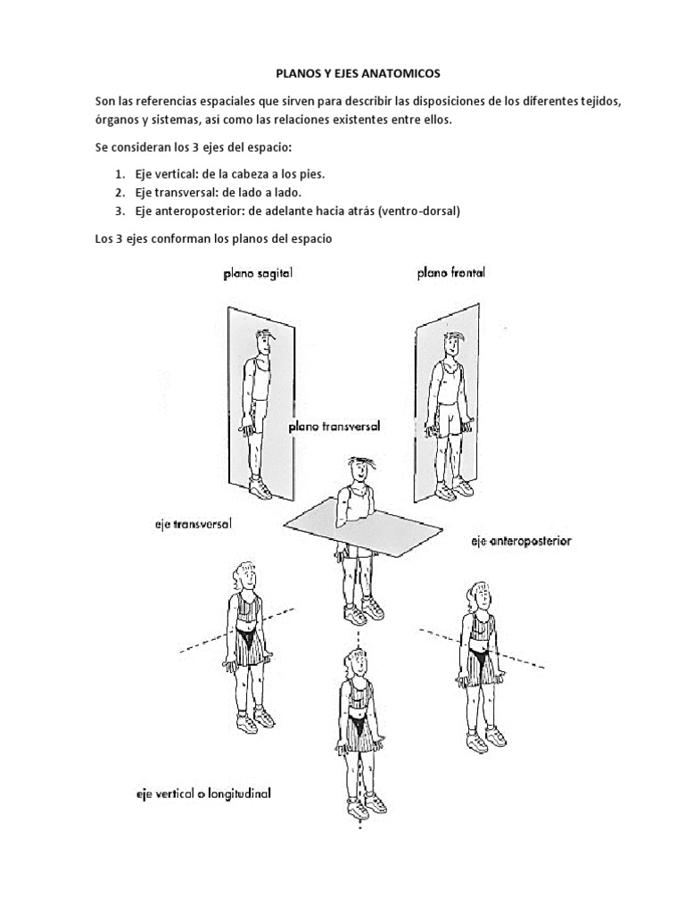Planos y Ejes Anatómicos del Cuerpo | PDF