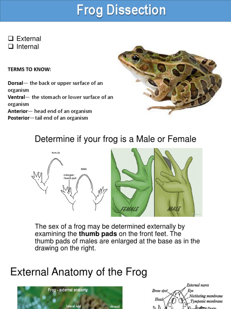 A Comprehensive Guide to Frog Anatomy: A System-by-System Exploration ...