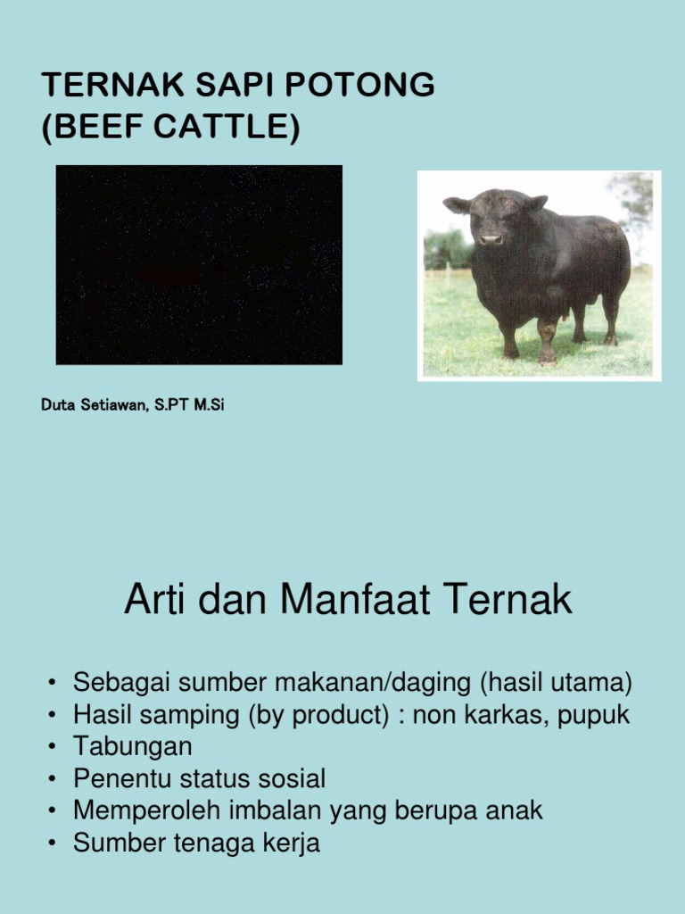 Ternak Sapi Potong | PDF