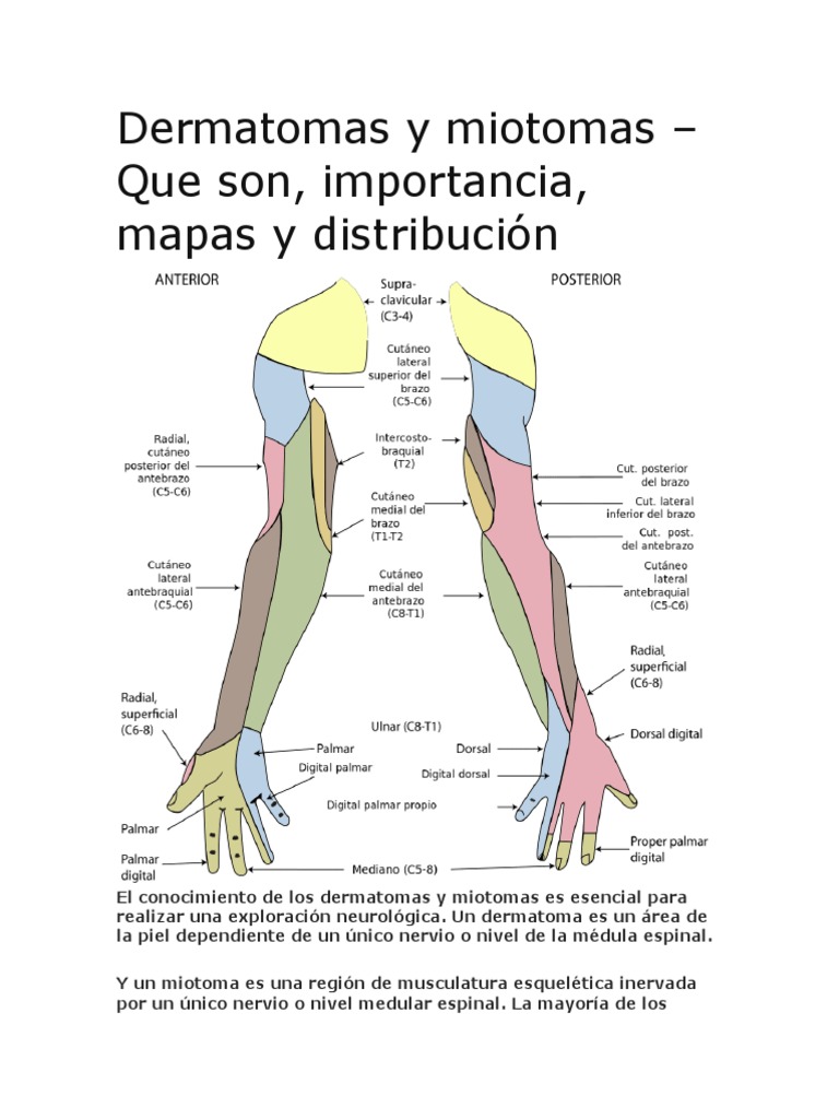 Dermatomas y Miotomas | PDF | Médula espinal | Nervio