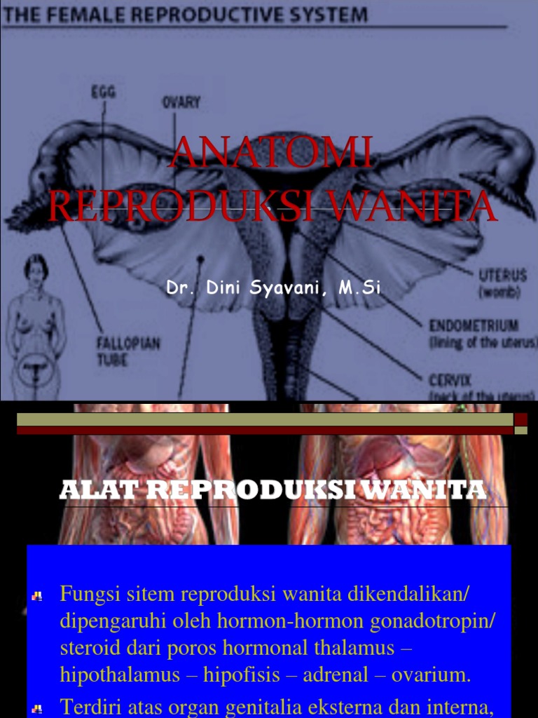 Anatomi Reproduksi Wanita | PDF