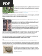 Instrumentos y Musica Xinca | PDF | Instrumentos musicales | Flauta