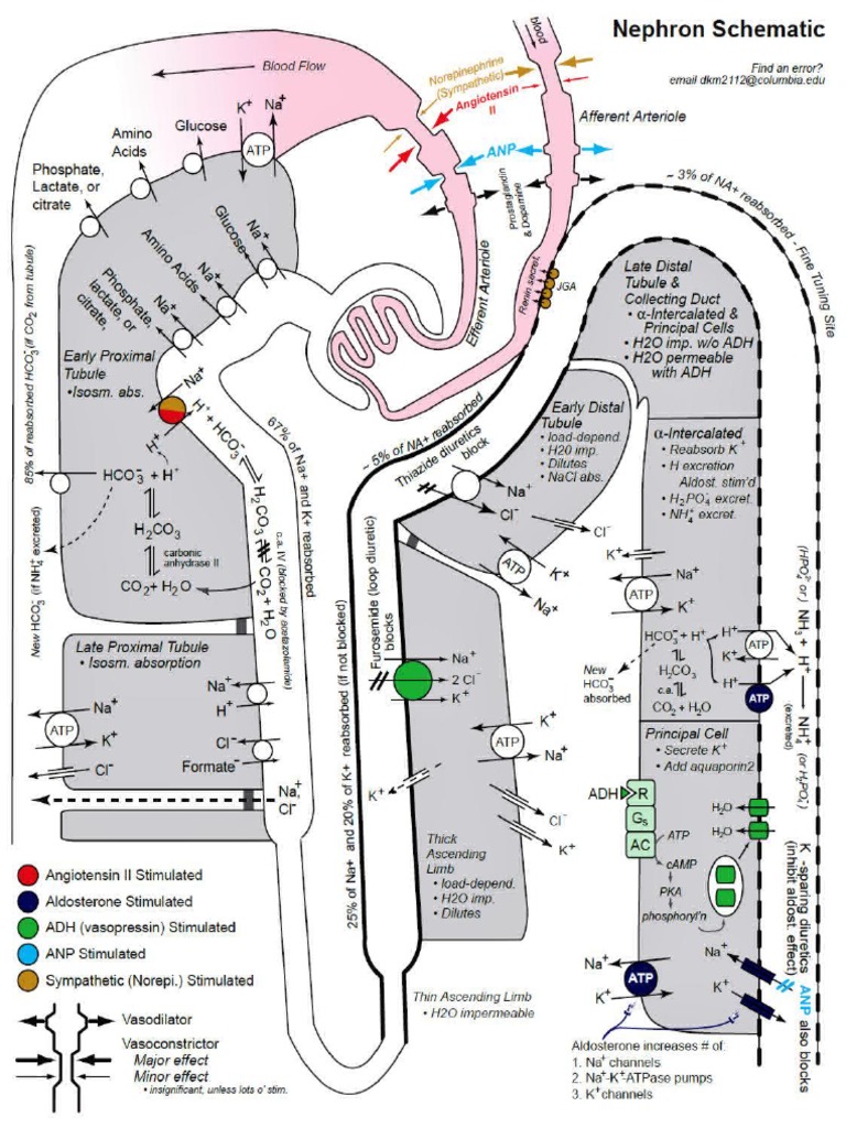 Diuretics Nephrology Schematic Map Tubules Original | PDF