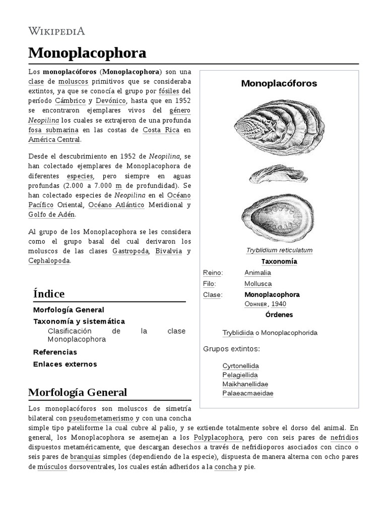 Monoplacophora | PDF