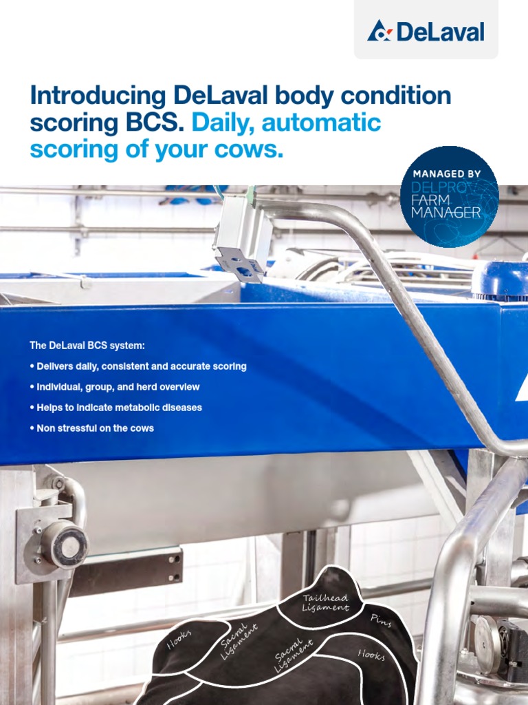 Delaval Body Condition Scoring Bcs | PDF