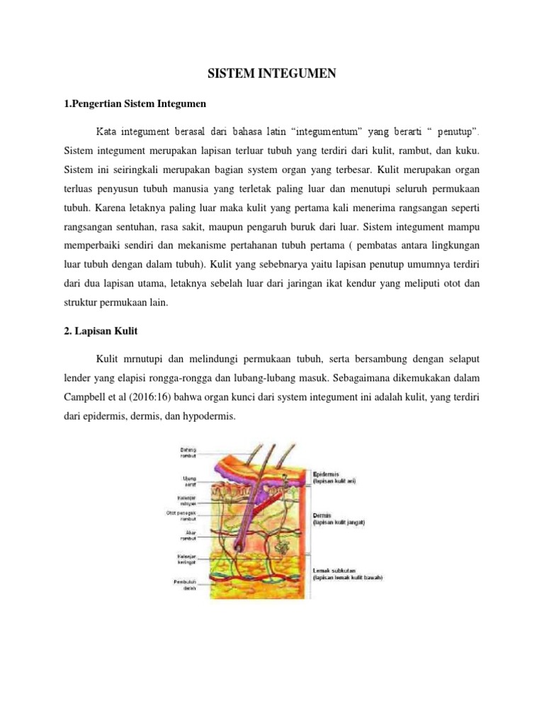 Blog Sistem Integumen | PDF