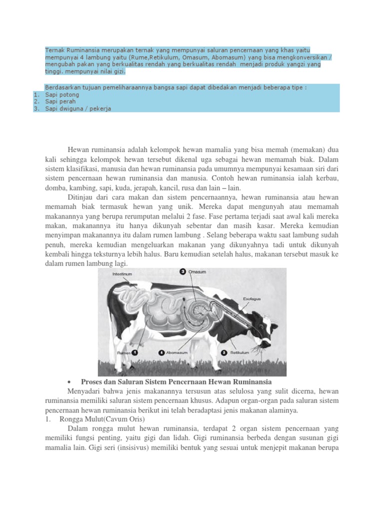 Ternak Ruminansia Merupakan Ternak Yang Mempunyai Saluran Pencernaan ...