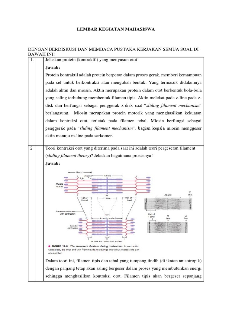 LKM Sistem Otot | PDF | Sains & Matematika