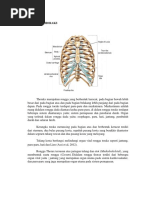 ANATOMI Thorax | PDF