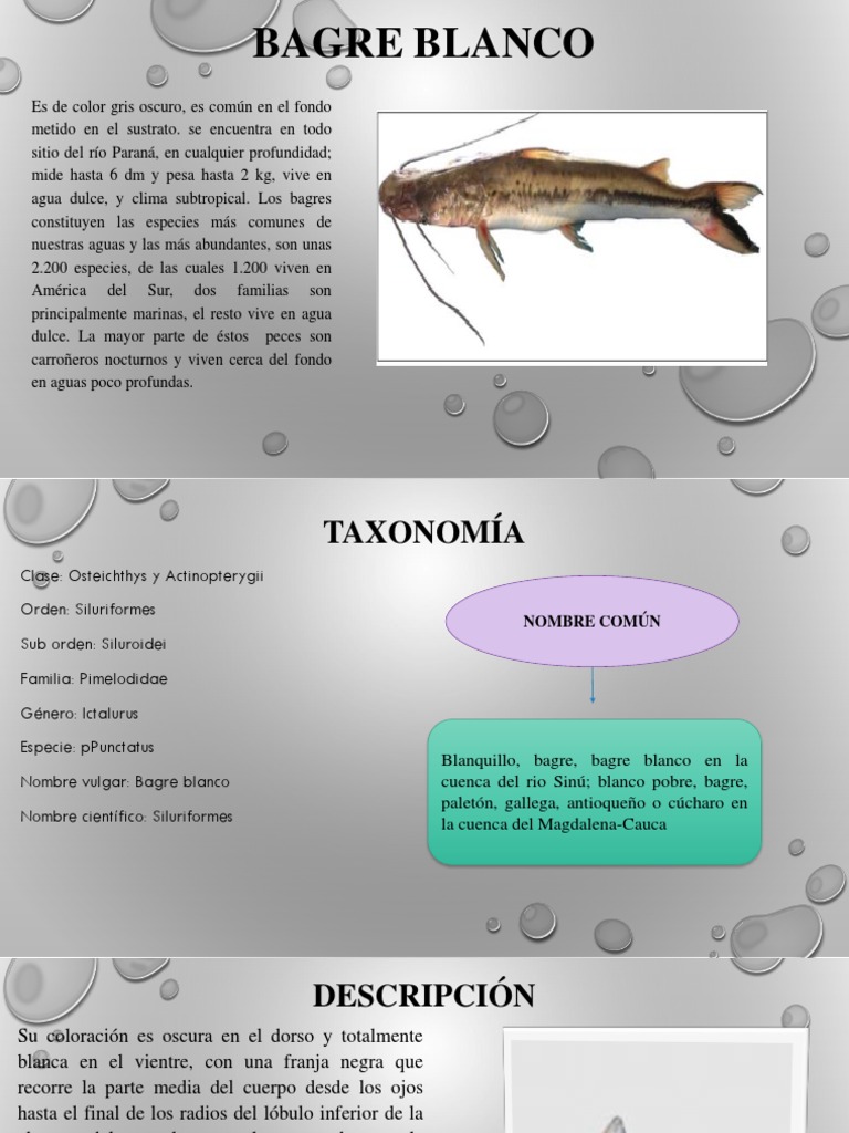 Bagre Blanco Virle | PDF