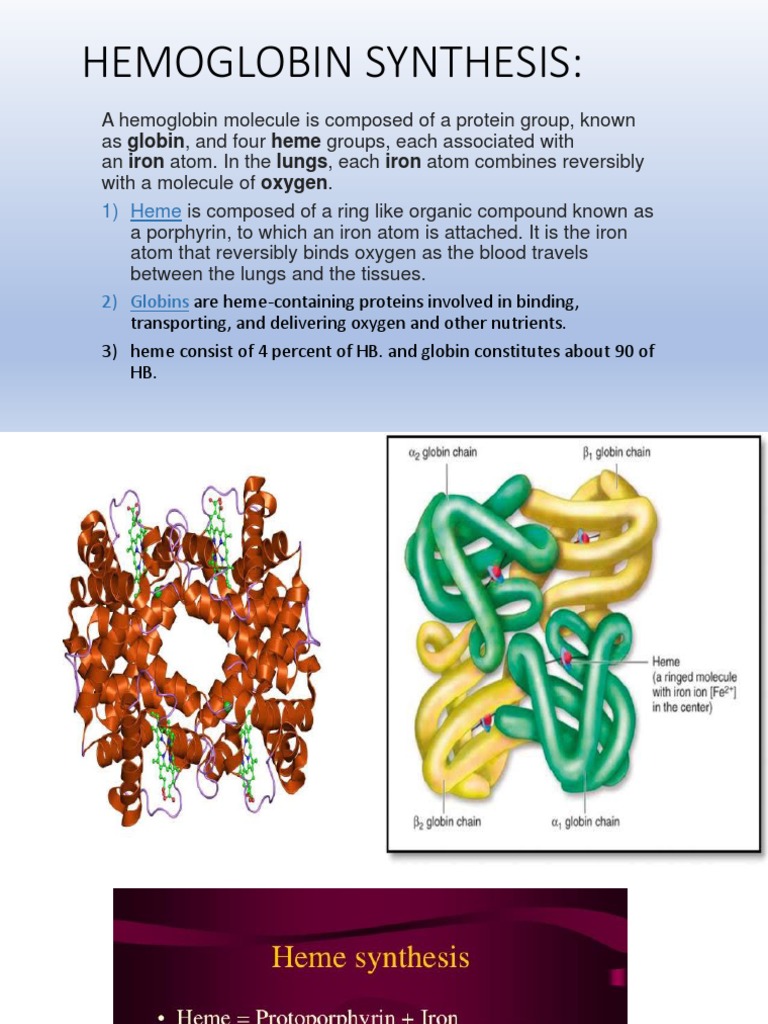 HEMOGLOBIN SYNTHESIS NNNN | PDF