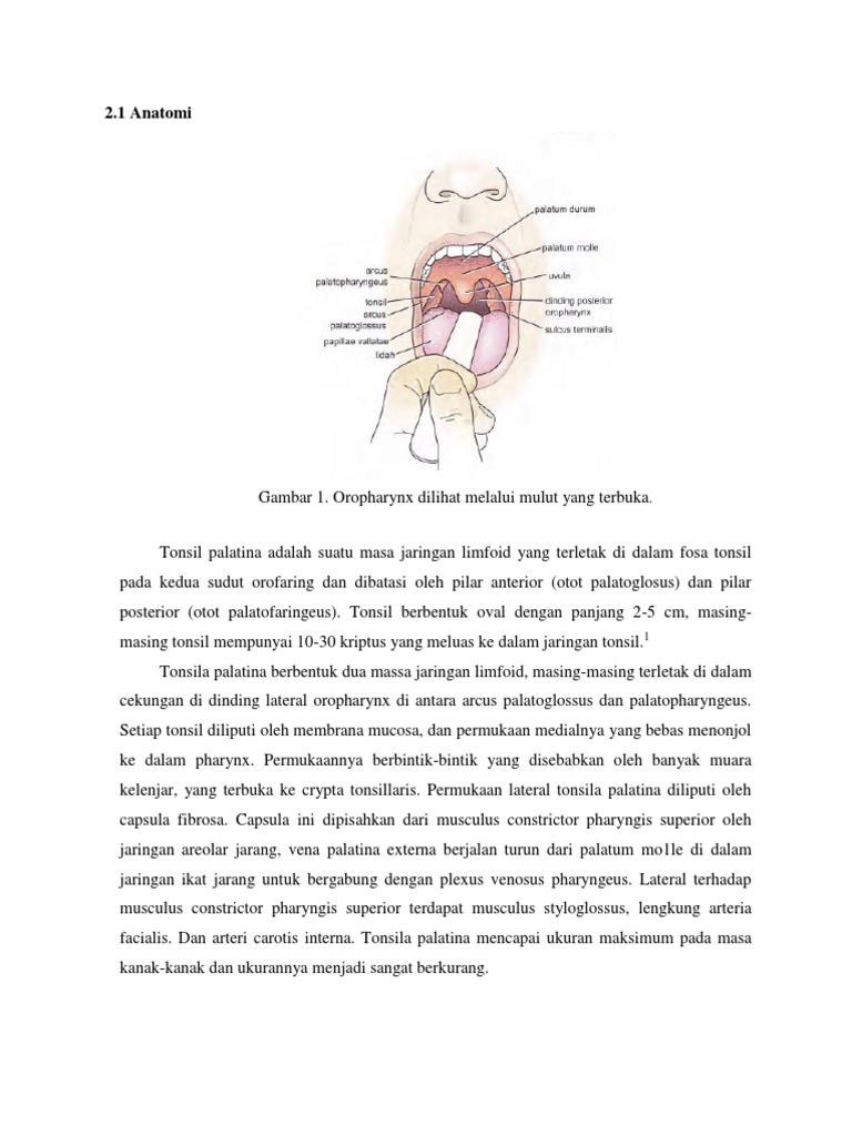 2.1.1 Anatomi Abses Peri Tonsil | PDF