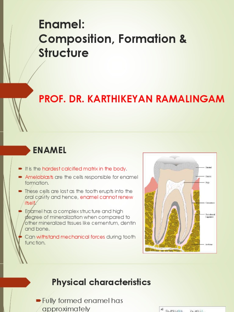 Enamel Composition & Formation | PDF