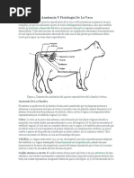 Aparato Reproductor Del Cerdo | PDF | Sistema reproductivo | Hormona ...