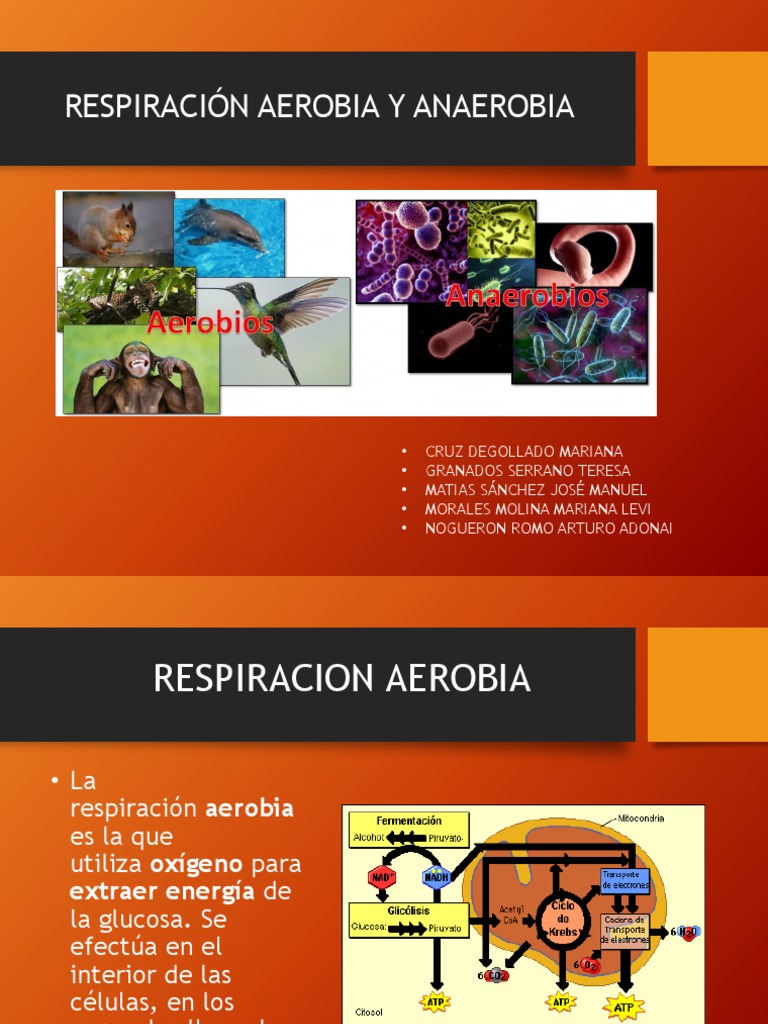 Tipos de respiración: aerobia y anaerobia | PDF | Respiración | Ciclo ...