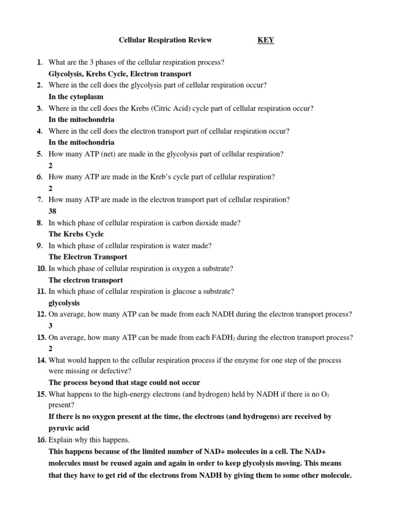 Cell Respiration Worksheet KEY | PDF | Cellular Respiration | Adenosine ...